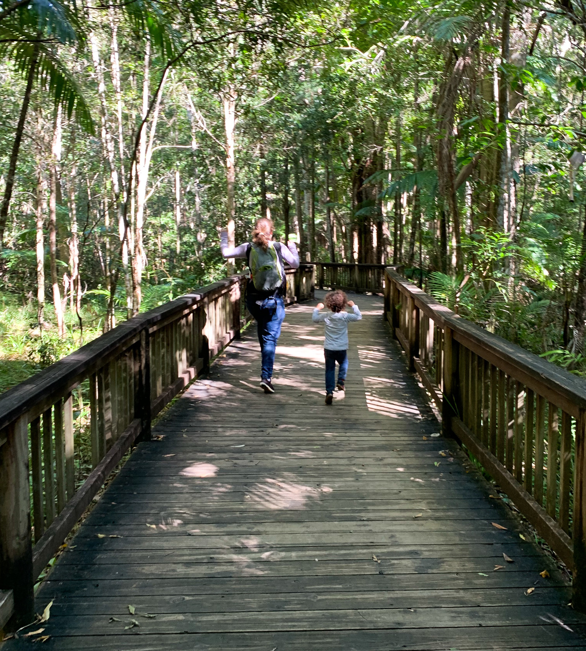 Buderim Forest Park: Falls Loop - Adventure Sunshine Coast